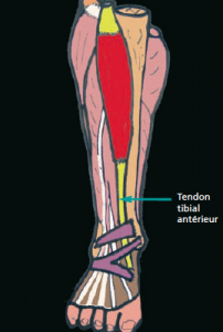 Partie 2 : le plan antérieur – La médecine du sport