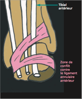 Schéma du tibial antérieur – La médecine du sport
