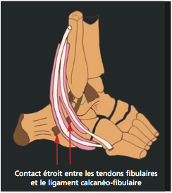 Schéma du péronier latéral – La médecine du sport