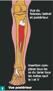 Schéma du tibial postérieur – La médecine du sport