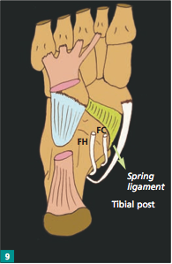Schéma du tibial postérieur : spring ligament – La médecine du sport