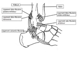 Anatomie et biomécanique | La médecine du sport