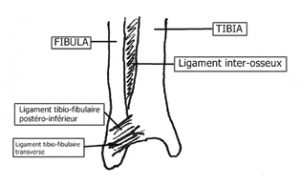 Anatomie et biomécanique – La médecine du sport