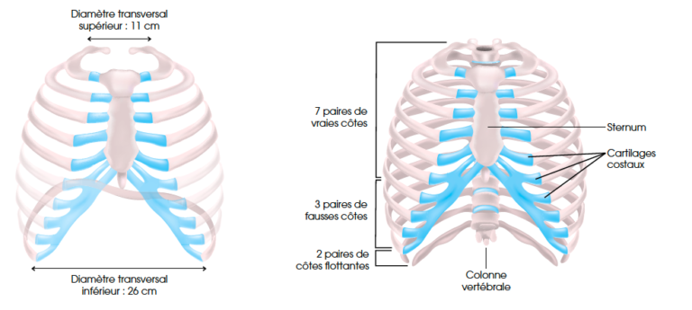Les pathologies du thorax – Partie 1 – La médecine du sport
