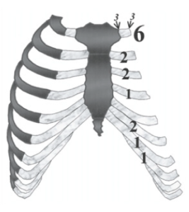 Les pathologies du thorax – Partie 1 – La médecine du sport