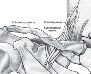 Les pathologies du thorax – Partie 2 – La médecine du sport